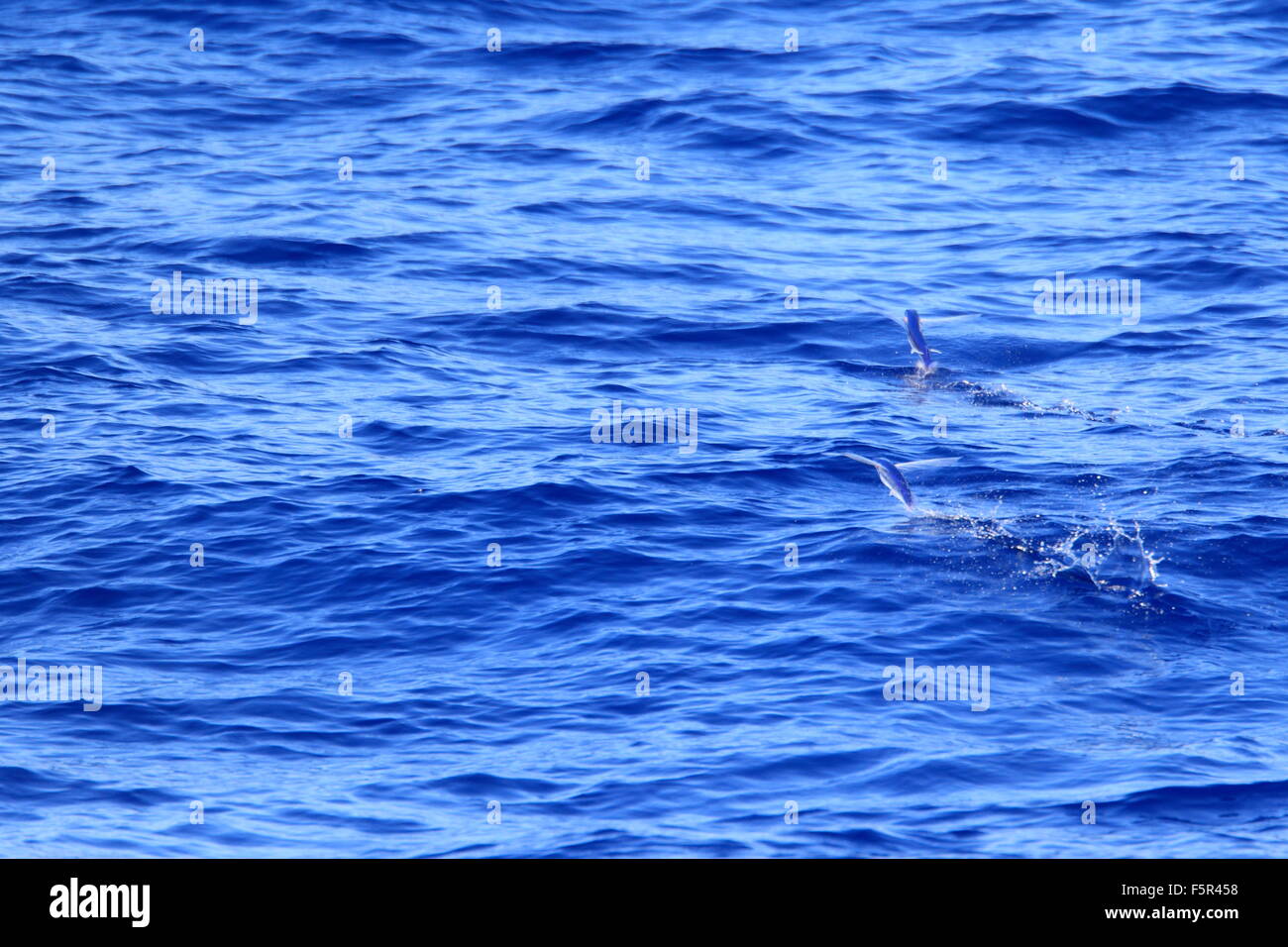 Fling fish over sea in Japan Stock Photo - Alamy
