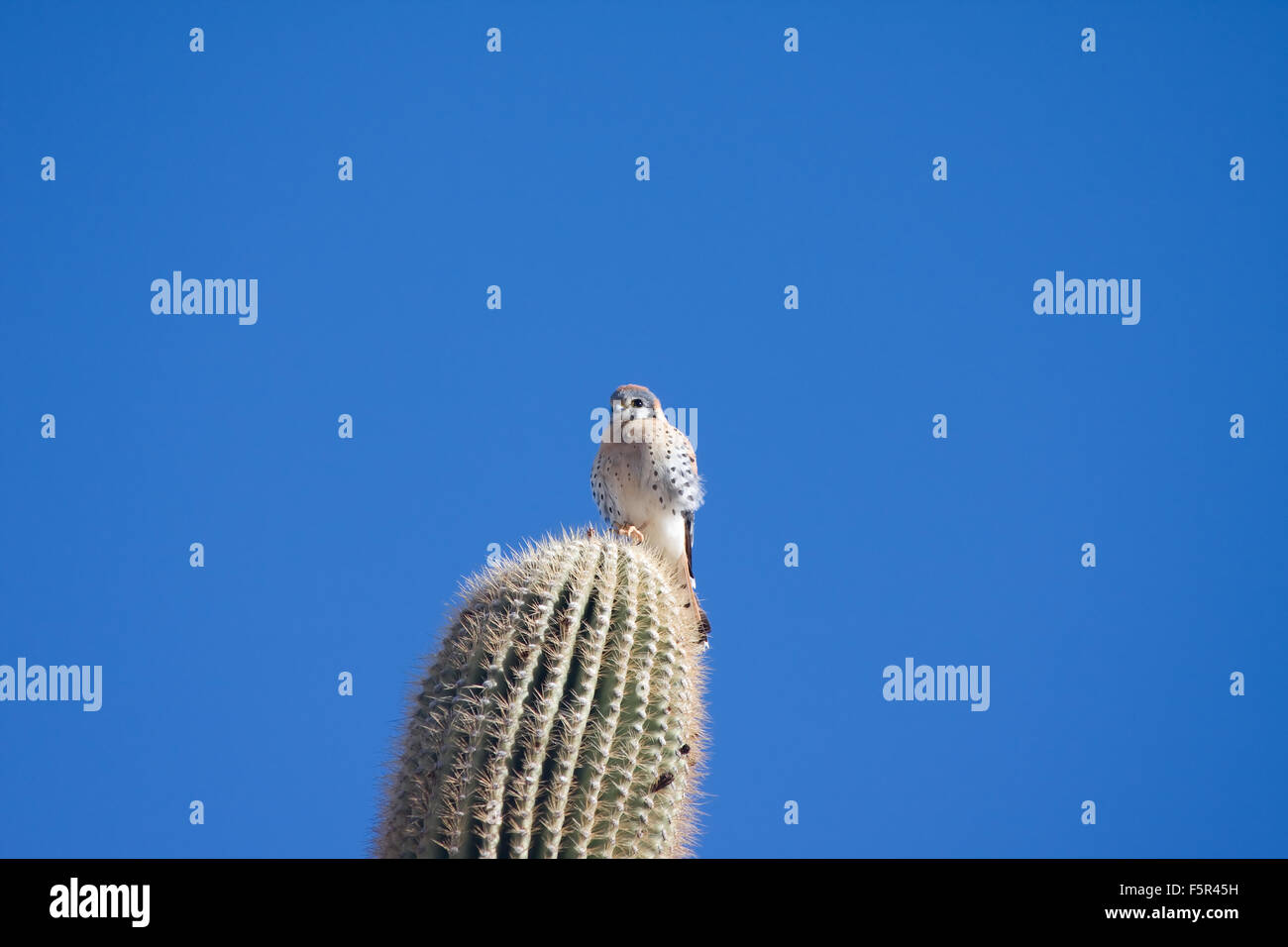 American surveys hi-res stock photography and images - Alamy