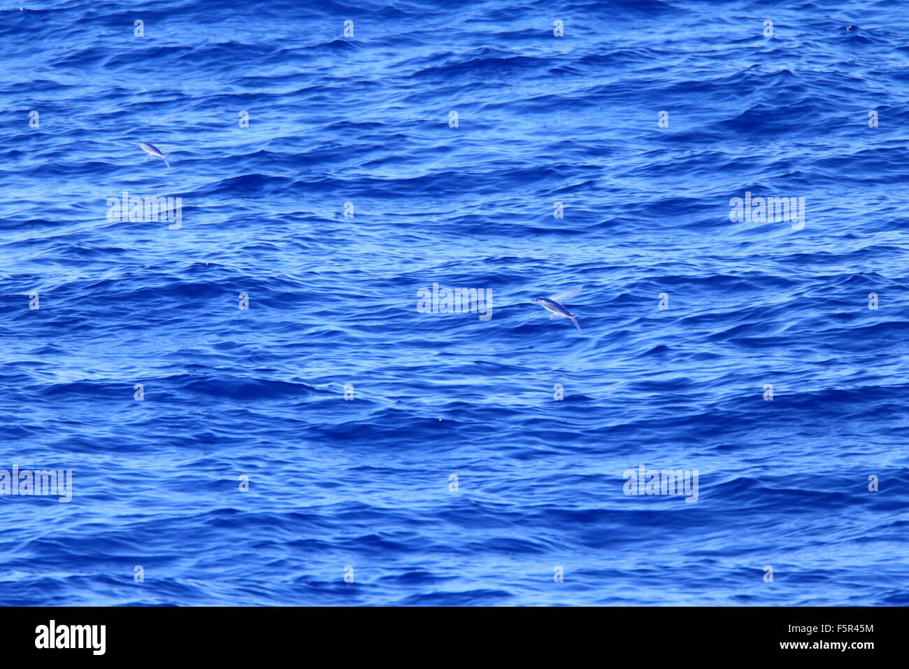 Marine life of japan hi-res stock photography and images - Alamy