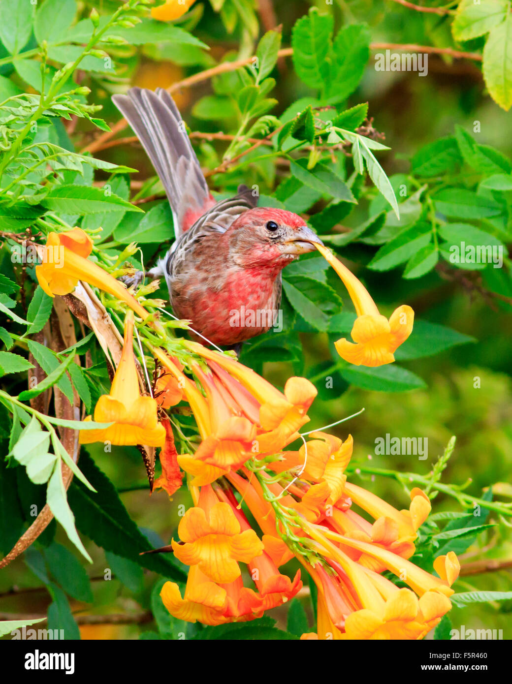 Yellow house finch hi-res stock photography and images - Alamy