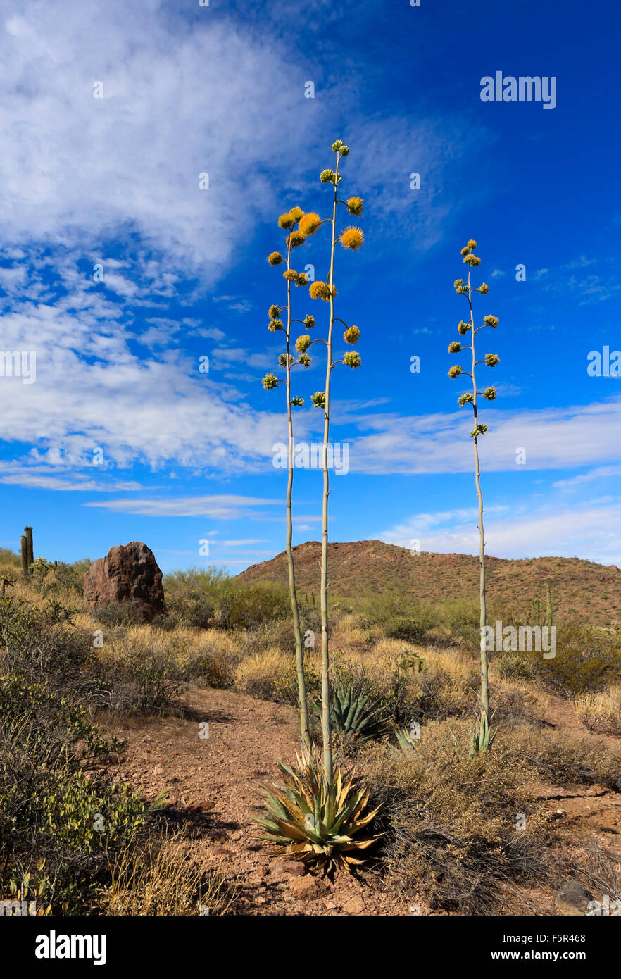 Century plant parrys agave hi-res stock photography and images - Alamy