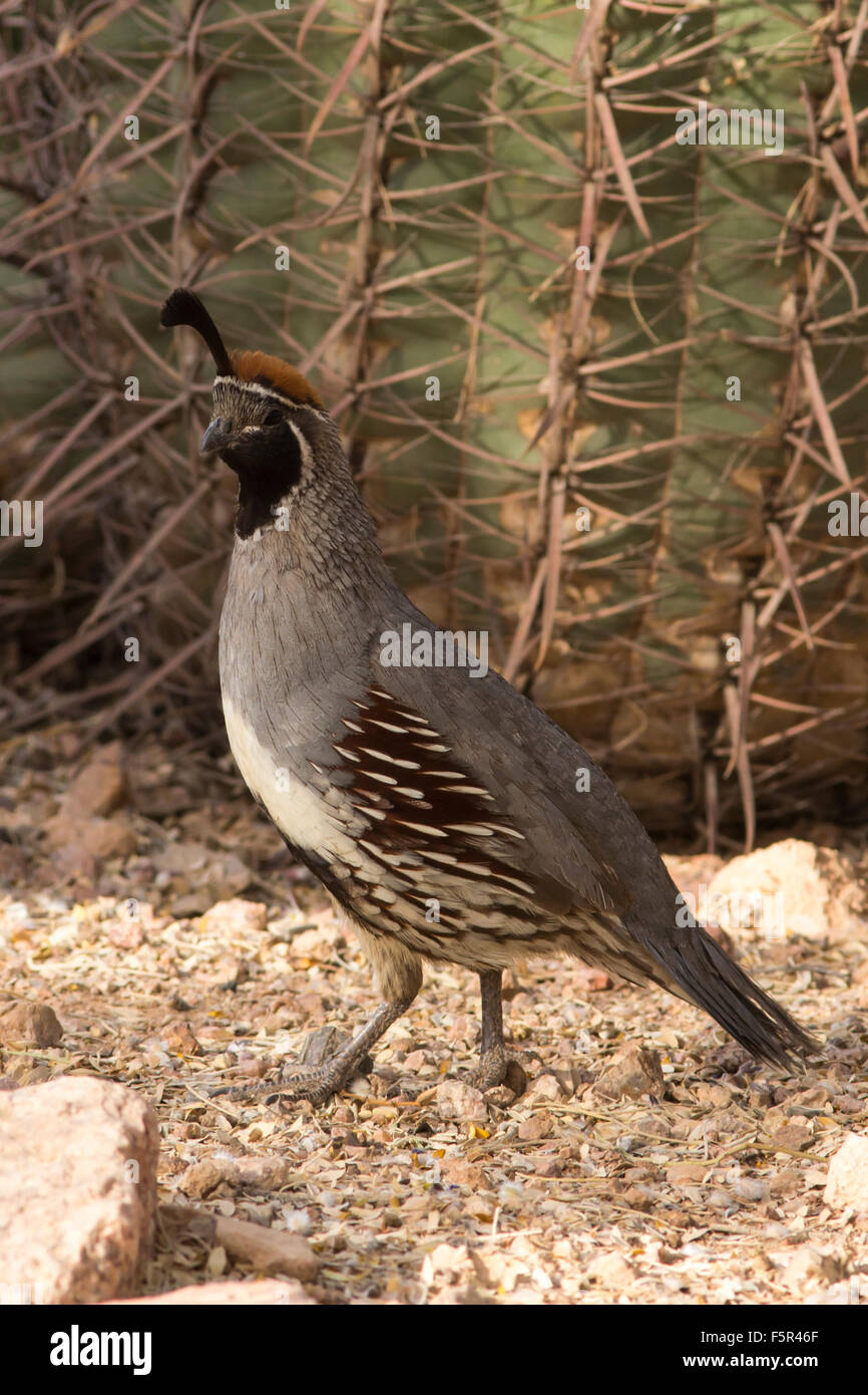 Male Gambel's Quail by Barrell Cactus Stock Photo - Alamy