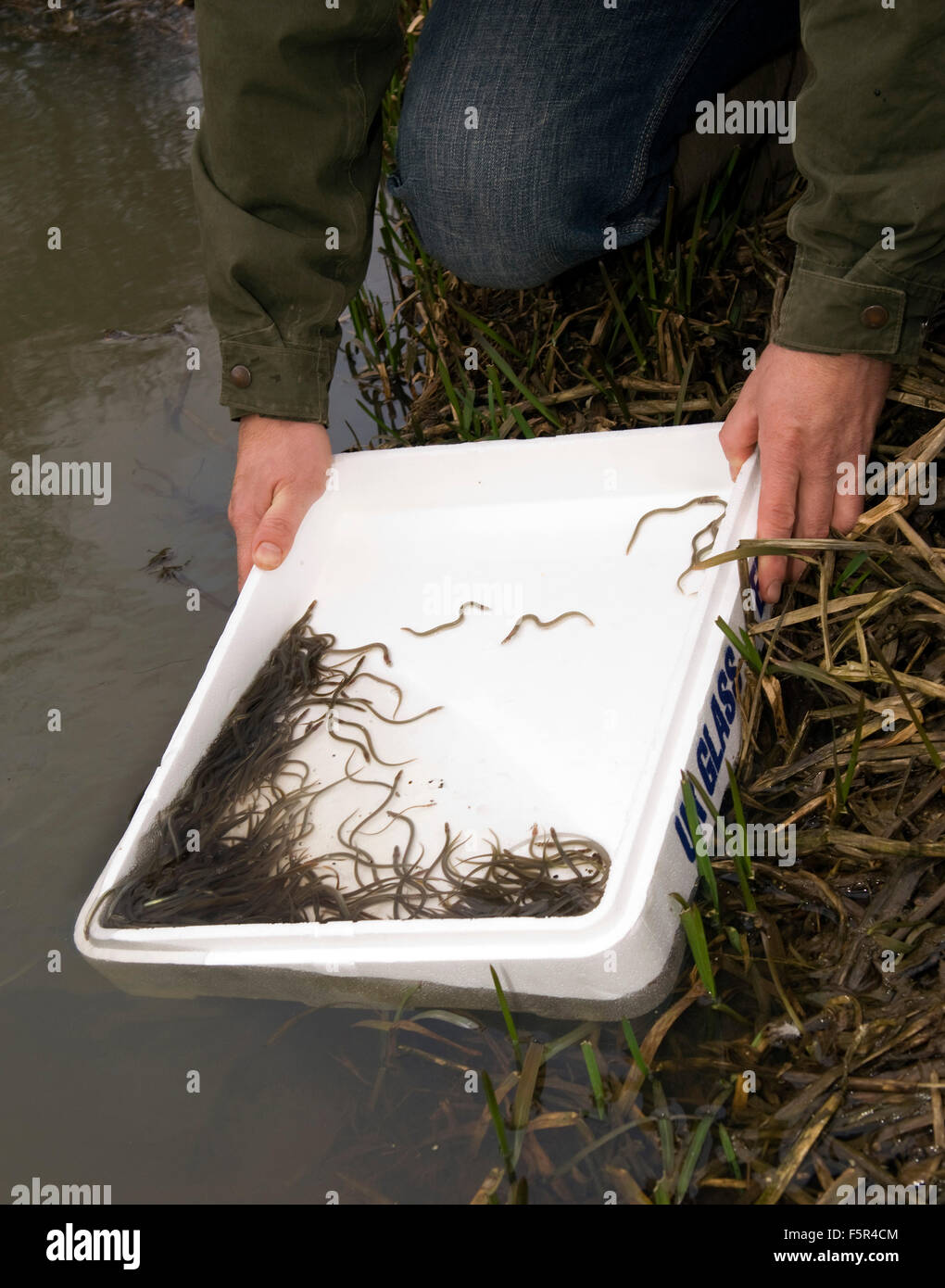 Severn & Wye Smokery,Gloucestersh,young eels(elvers)being introduced to ...