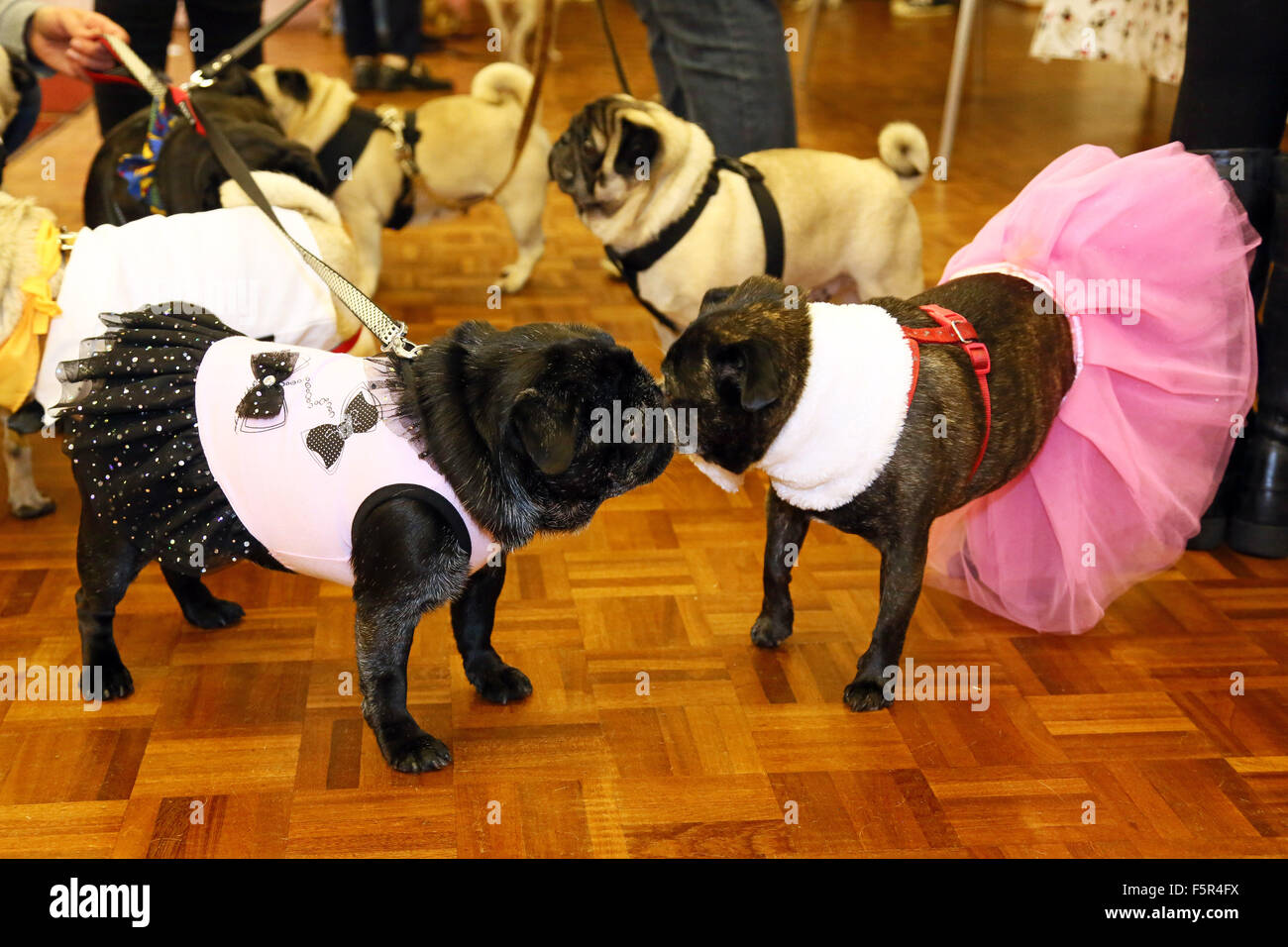 Many pugs hi-res stock photography and images - Alamy