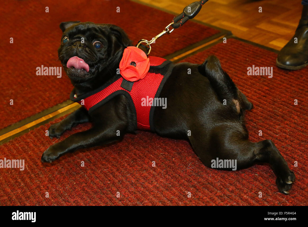 Ralph the dog hi-res stock photography and images - Alamy