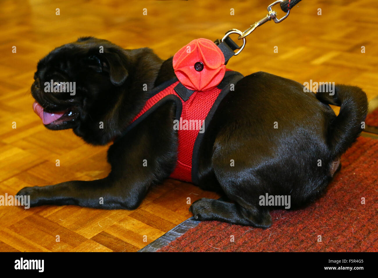 Dogs 1st birthday party hi-res stock photography and images - Alamy