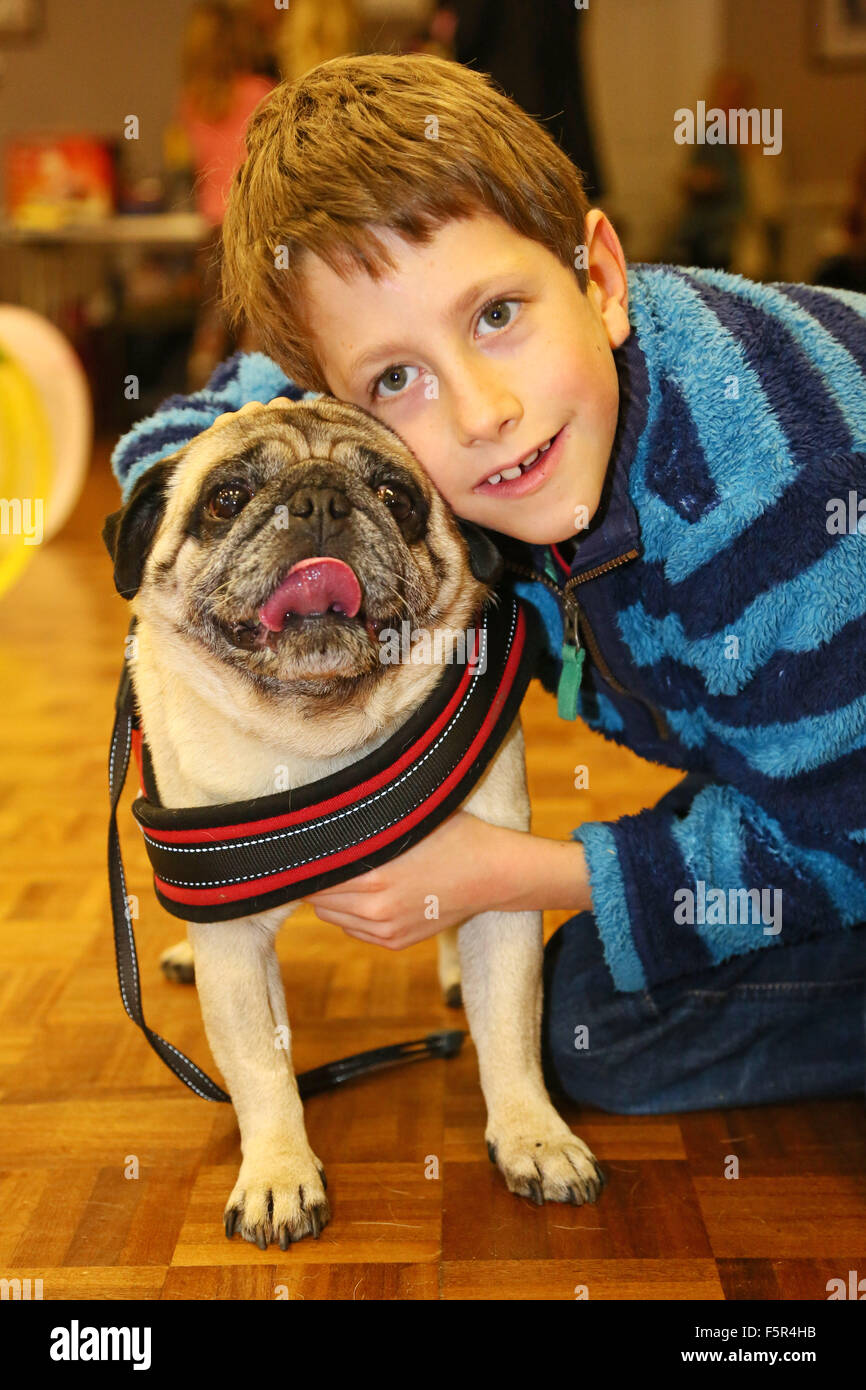 Many pugs hi-res stock photography and images - Alamy
