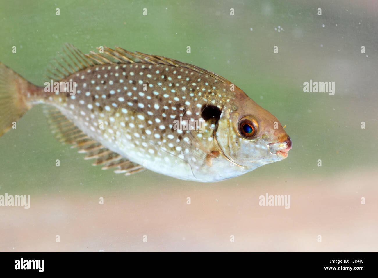 Mottled spinefoot hi-res stock photography and images - Alamy