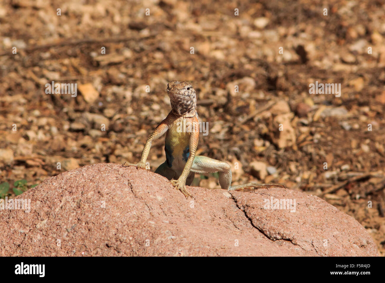 Male earless lizard hi-res stock photography and images - Alamy
