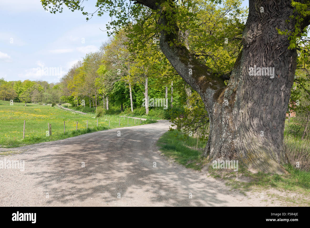 A grand old oak tree by a country-road. Springtime and green meadows ...