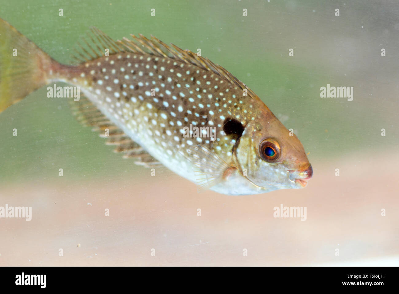 Mottled spinefoot (Siganus fuscescens) in Japan Stock Photo - Alamy