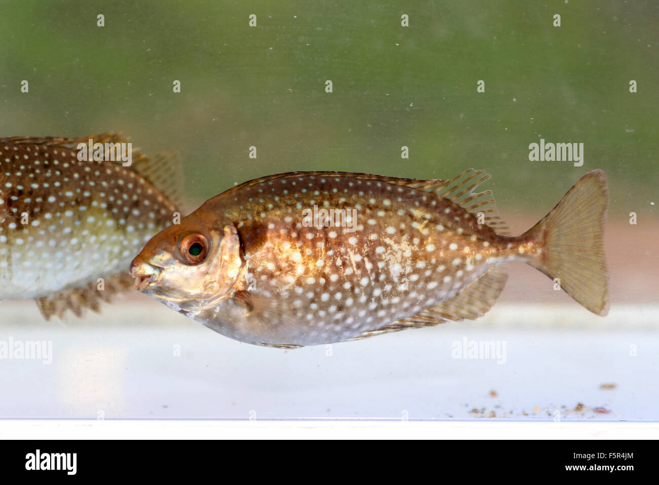 Mottled spinefoot hi-res stock photography and images - Alamy