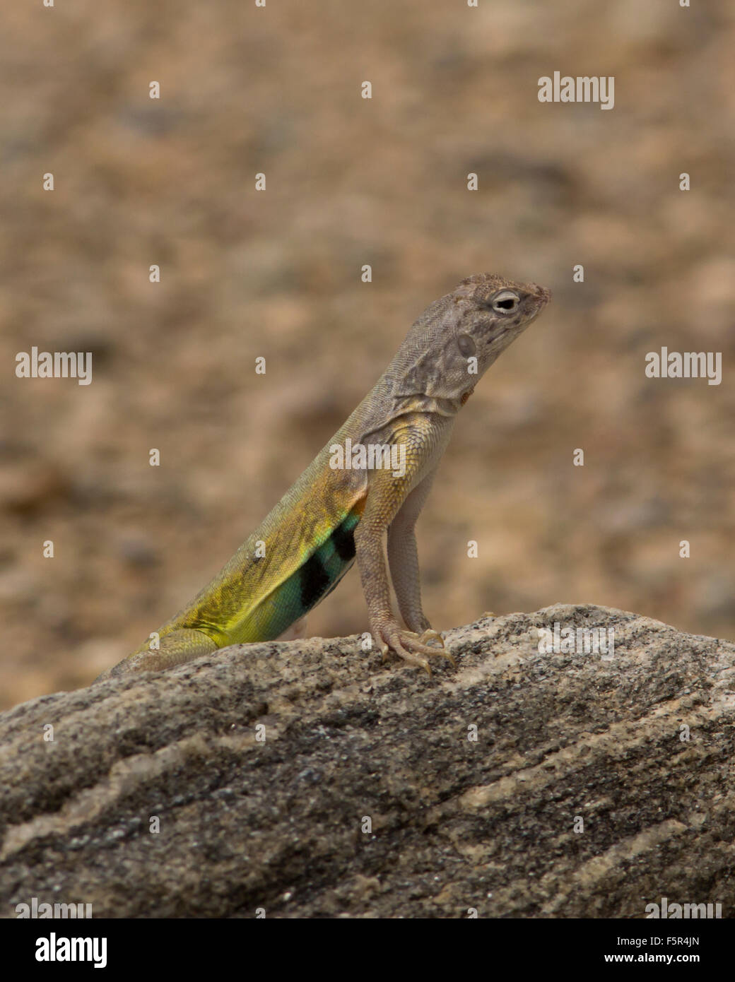 Zebra Tailed Lizard High Resolution Stock Photography and Images - Alamy