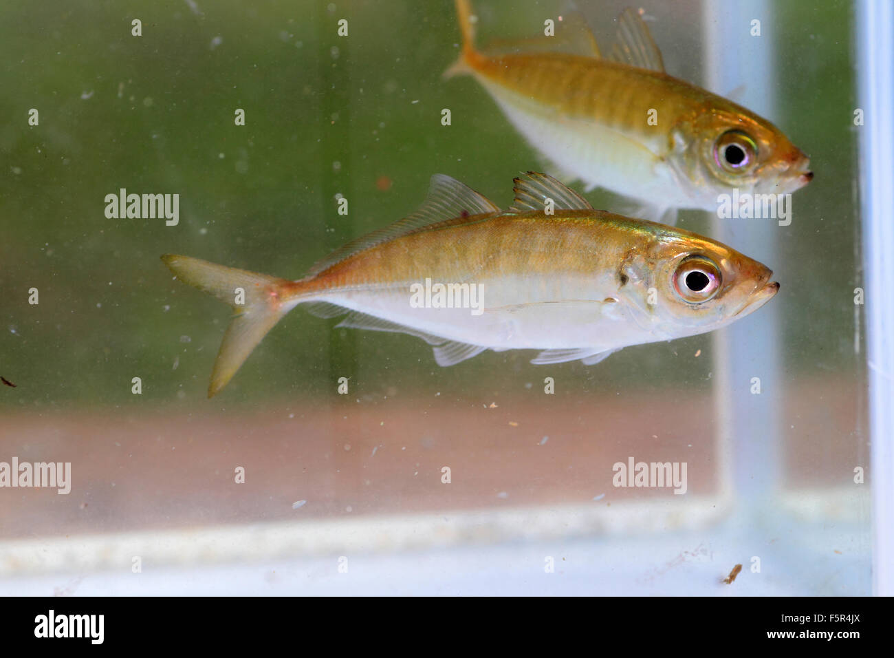 Jack mackerel (Trachurus japonicus) in Japan Stock Photo - Alamy