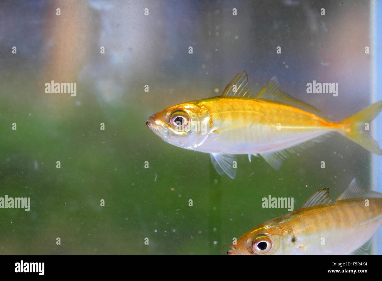 Jack mackerel (Trachurus japonicus) in Japan Stock Photo - Alamy