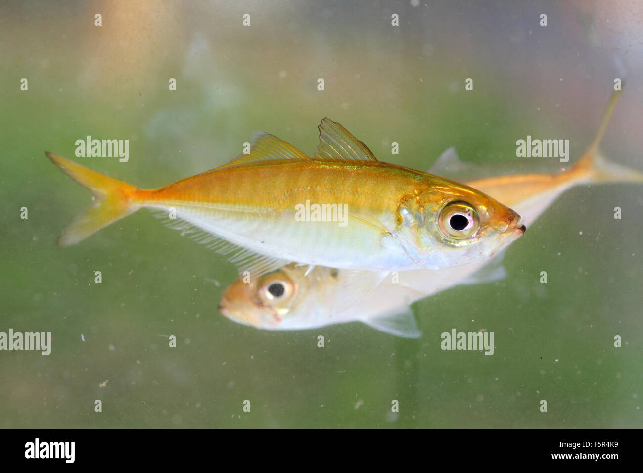 Jack mackerel (Trachurus japonicus) in Japan Stock Photo - Alamy