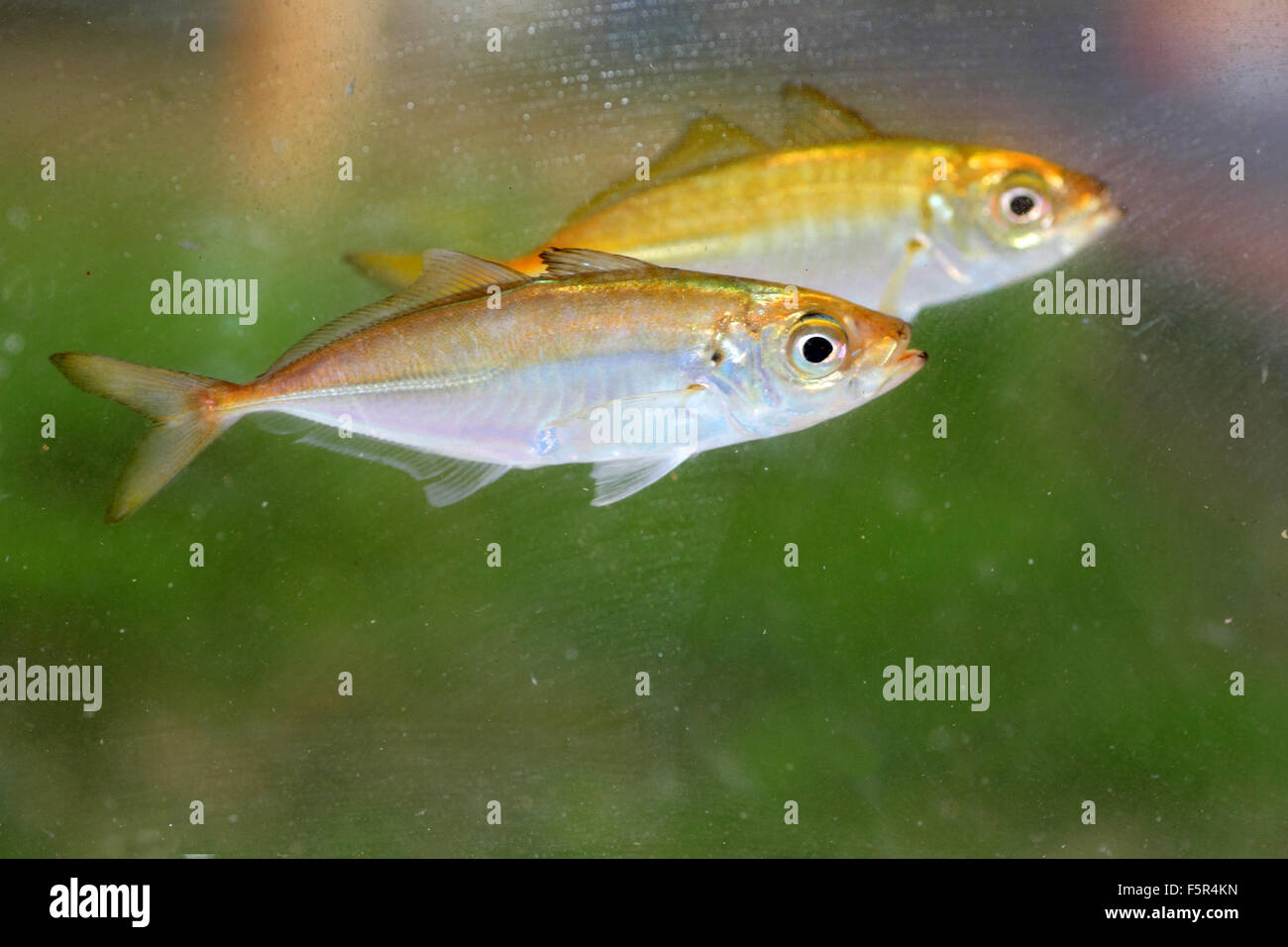 Jack mackerel (Trachurus japonicus) in Japan Stock Photo - Alamy