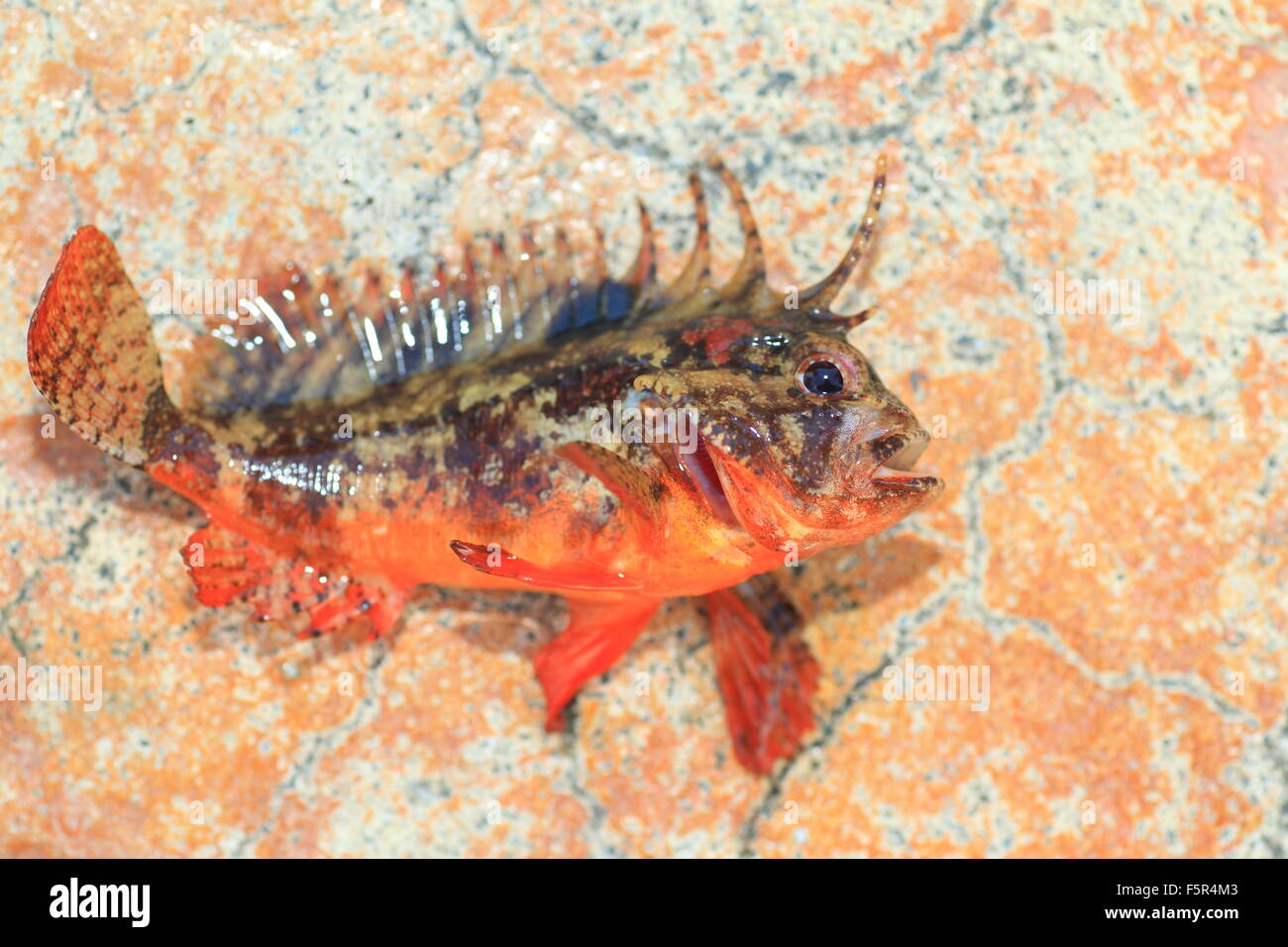 Redfin velvetfish hi-res stock photography and images - Alamy
