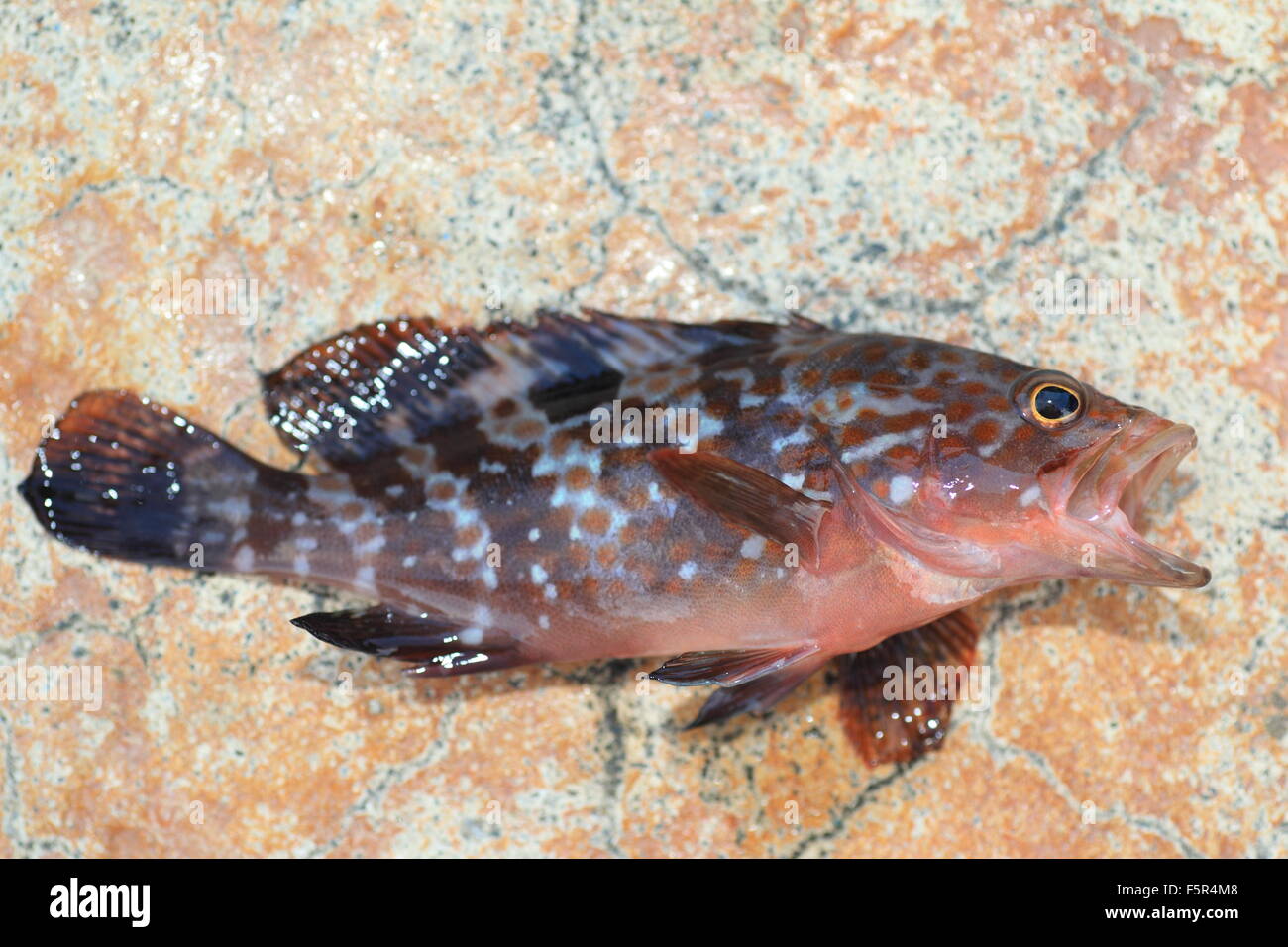 Redspotted grouper (Epinephelus akaara) in Japan Stock Photo - Alamy