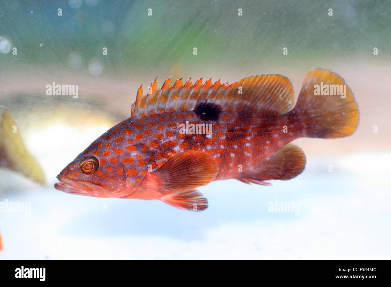 Redspotted grouper (Epinephelus akaara) in Japan Stock Photo - Alamy