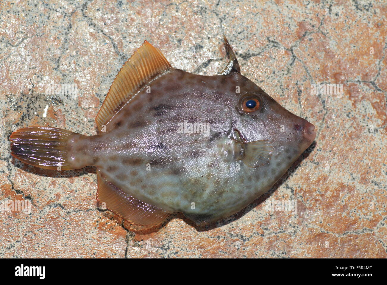 Thread-sail filefish ( Stephanolepis cirrhifer) in Japan Stock Photo ...