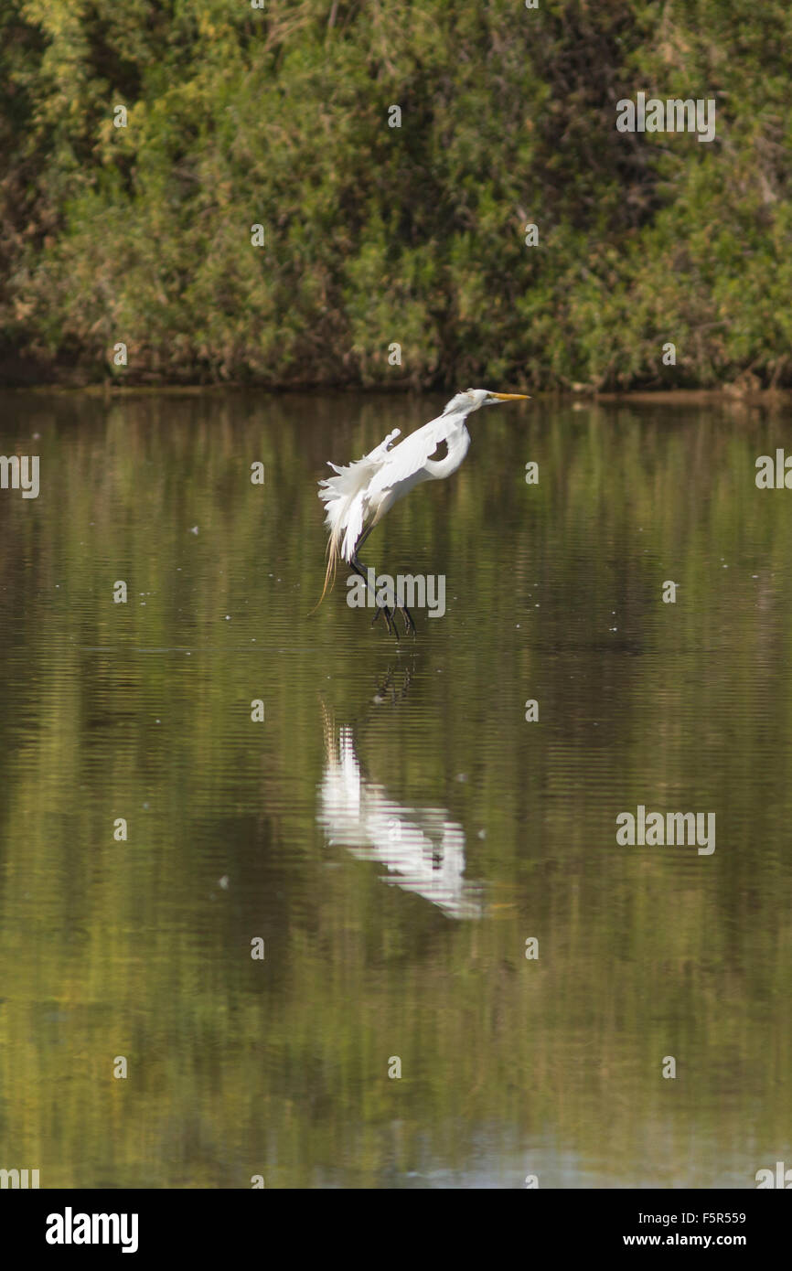 Great Egret Landing in Pond Stock Photo - Alamy