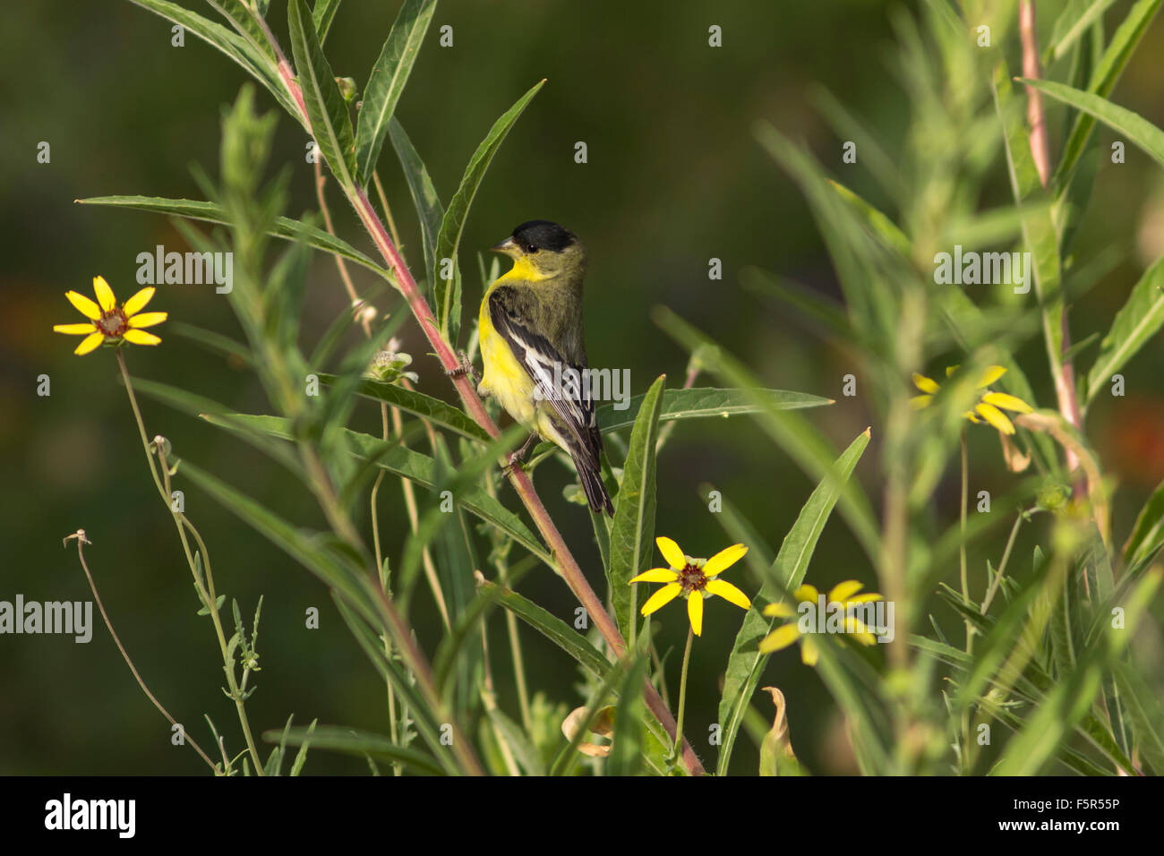 Male American Goldfinch with Yellow flowers Stock Photo - Alamy