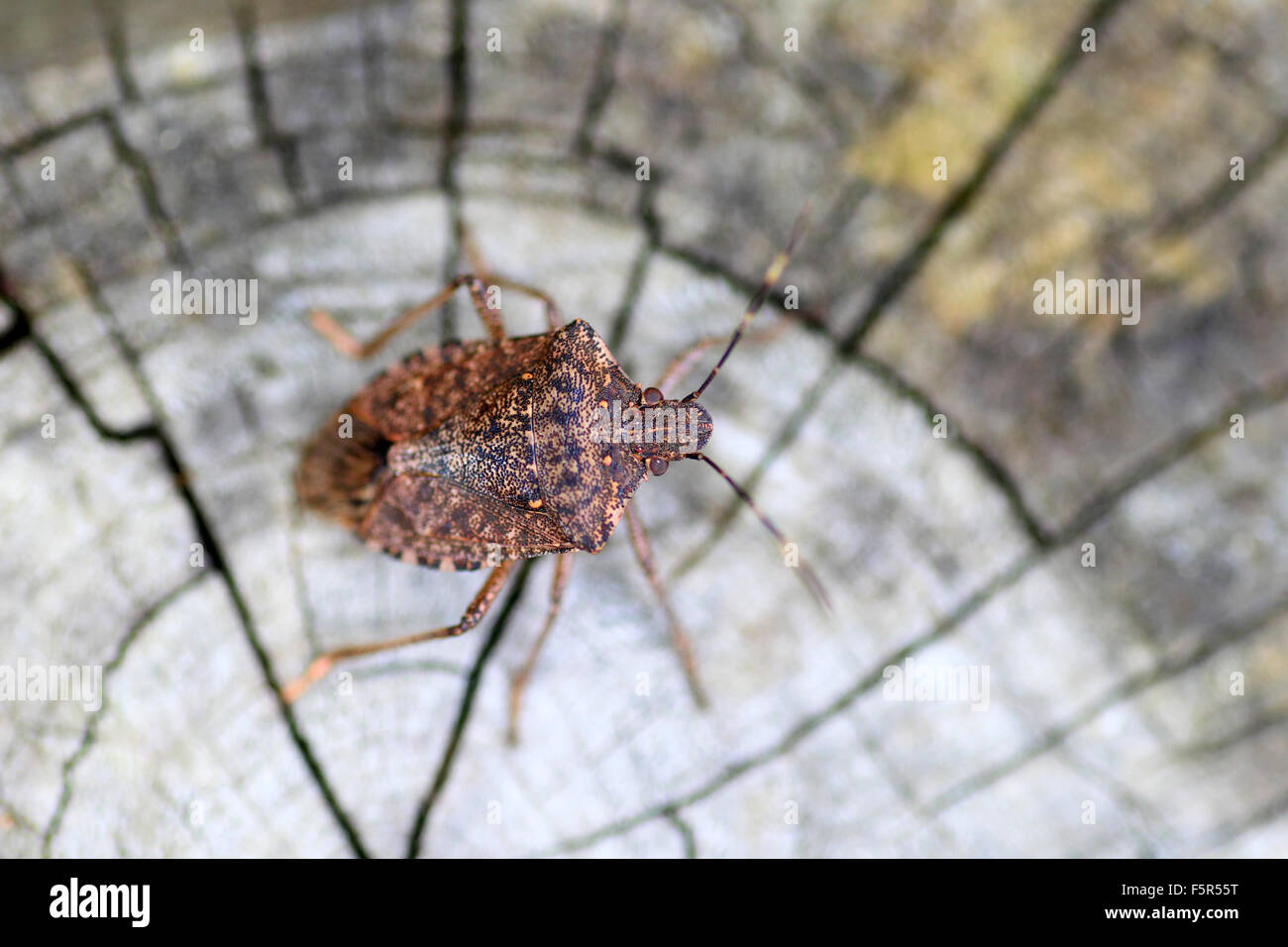 Brown marmorated stink bug (Halyomorpha halys) in Japan Stock Photo - Alamy