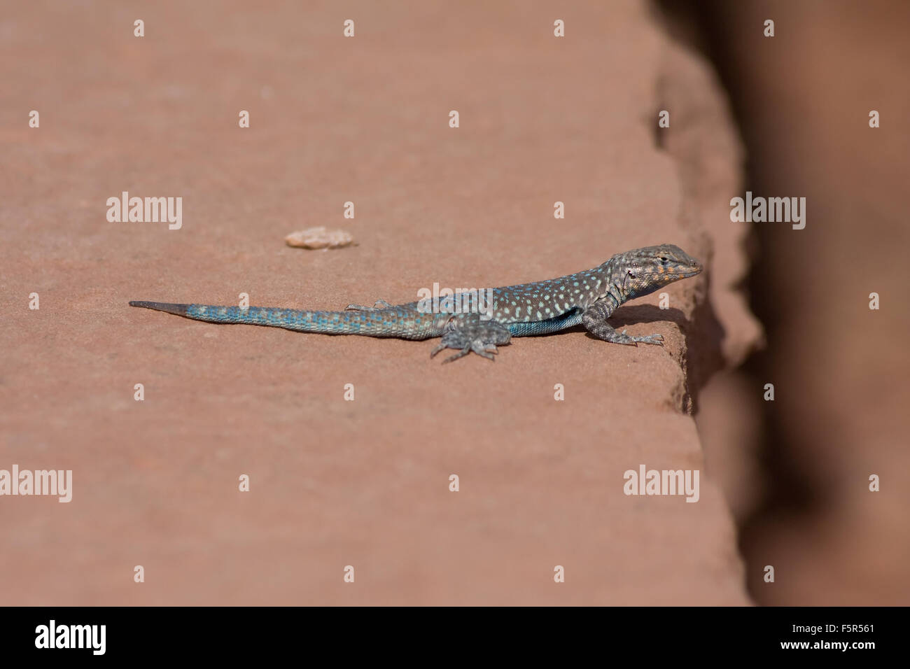 Flat lizards hi-res stock photography and images - Alamy