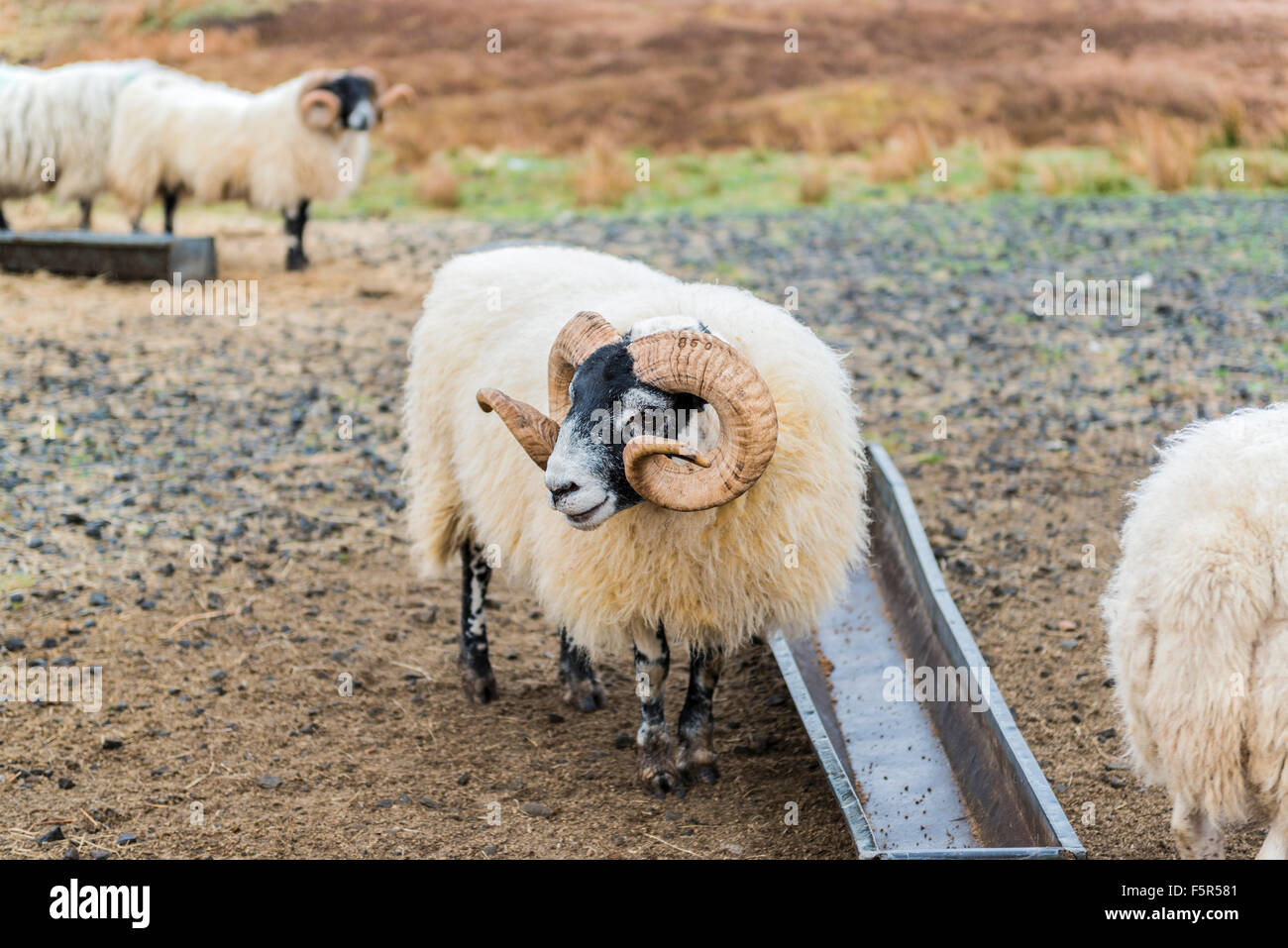 Scottish blackface sheep Isle of Skye Scotland Stock Photo - Alamy