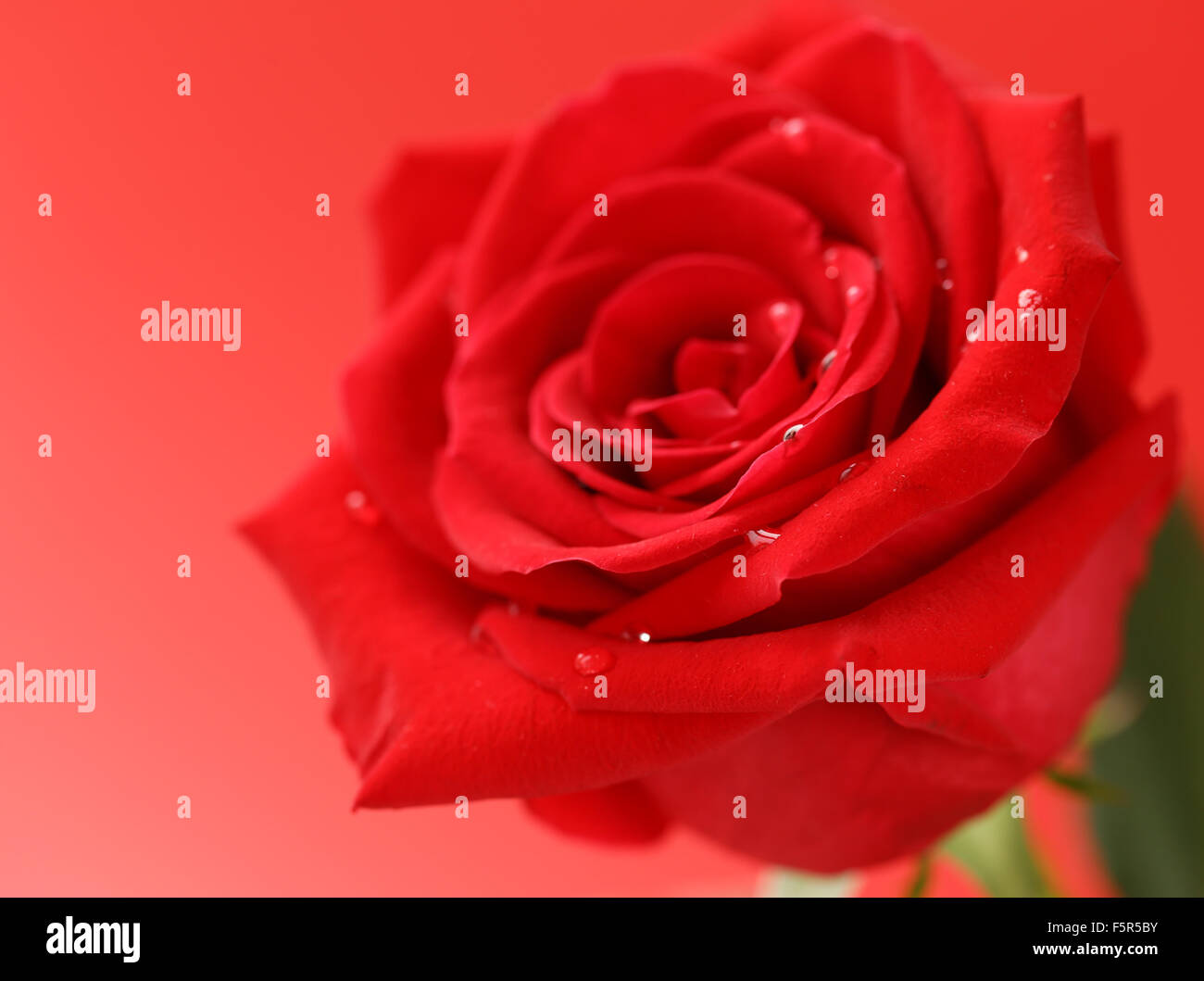 red rose flower with dew drops, soft focus Stock Photo - Alamy