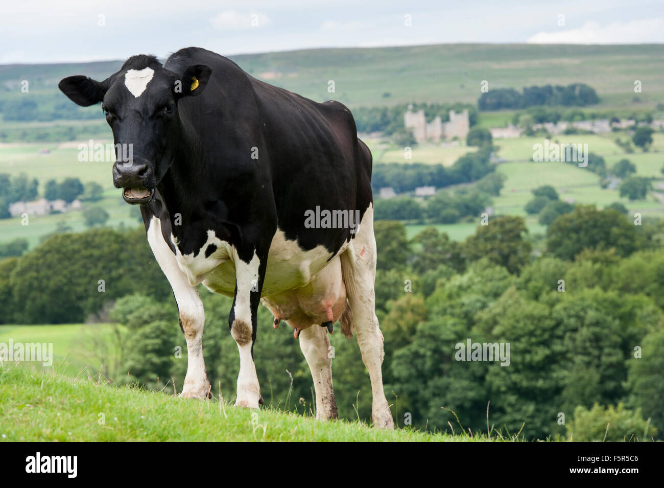 Herd of black and white Holstein-Friesian Cattle on a pasture in ...