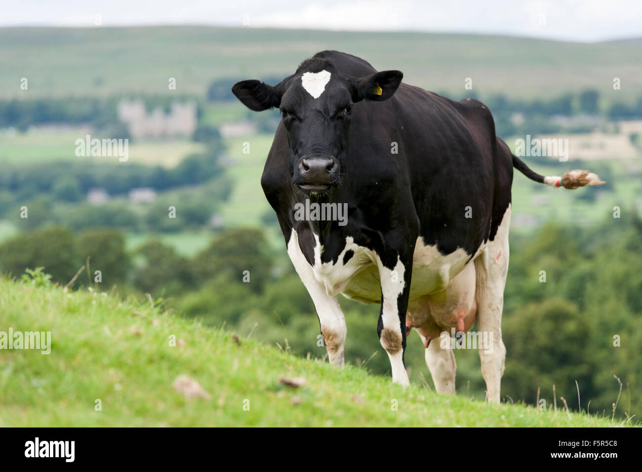 Herd of black and white Holstein-Friesian Cattle on a pasture in ...