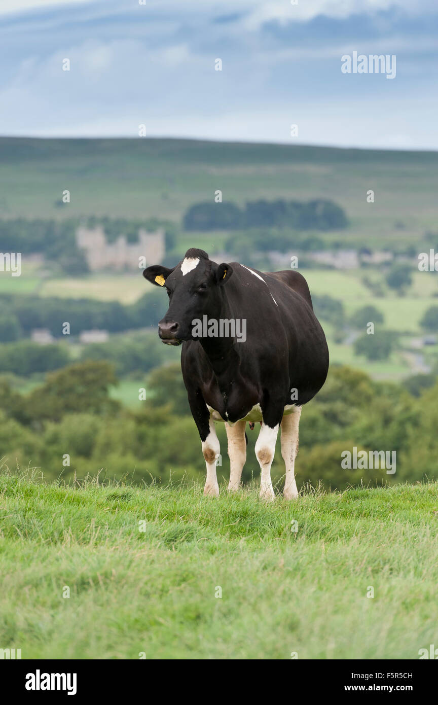 Holstein Friesian Cattle High Resolution Stock Photography and Images ...