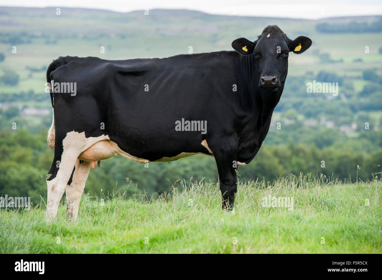 Herd of black and white Holstein-Friesian Cattle on a pasture in ...