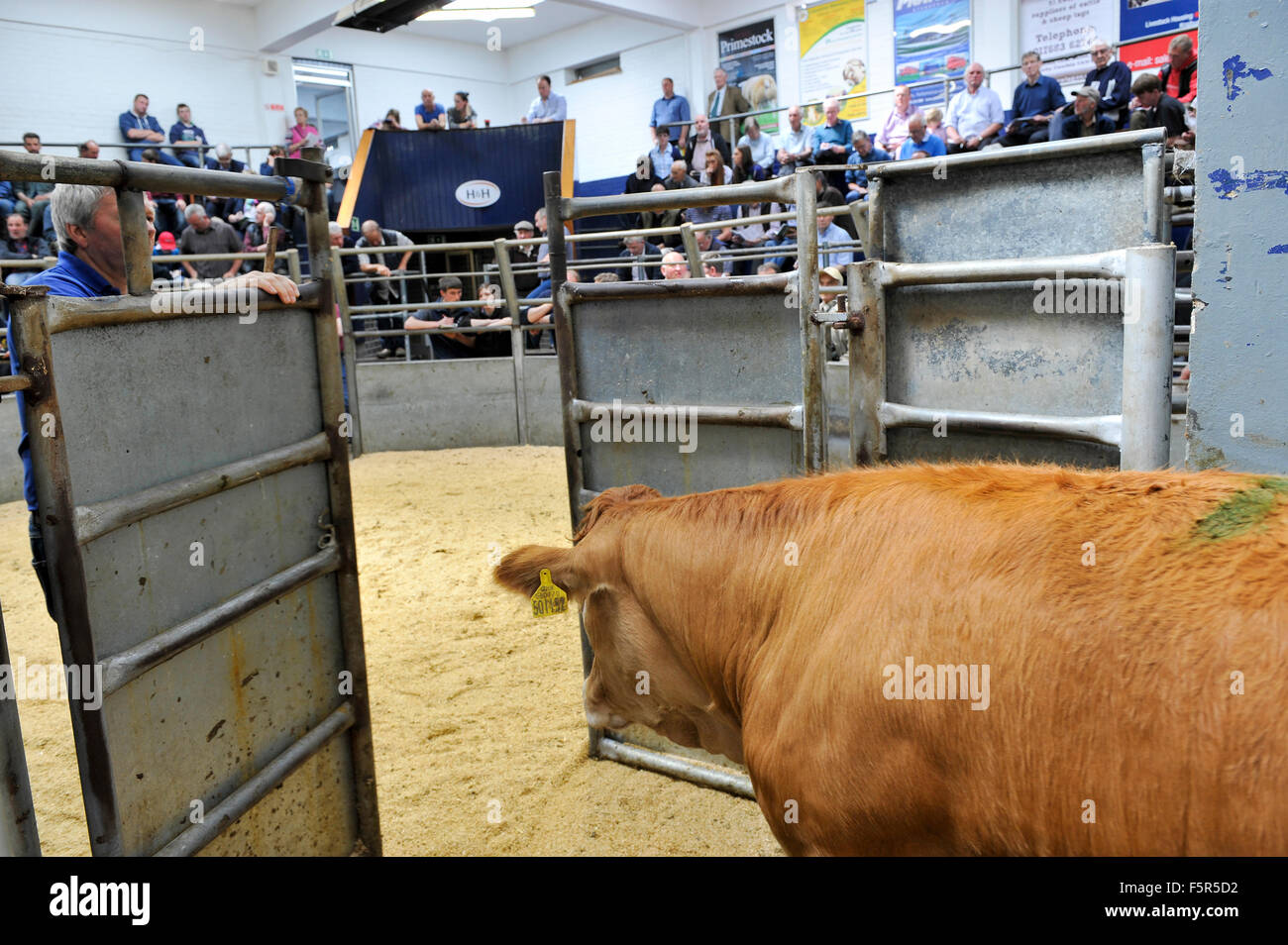 Auction ring hi-res stock photography and images - Alamy