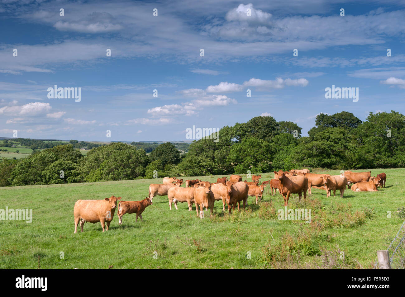 Cattle farm animals hi-res stock photography and images - Alamy
