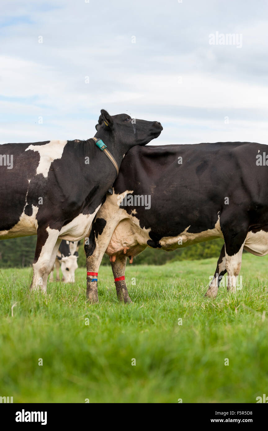 Dairy cow in pasture on heat, with another cow trying to jump on her ...