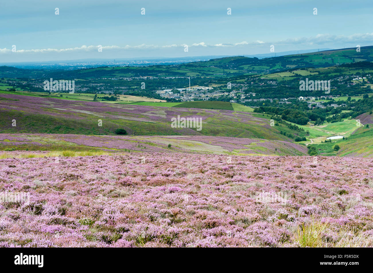 Heather moorland in full bloom from Snake Pass in the Peak District ...