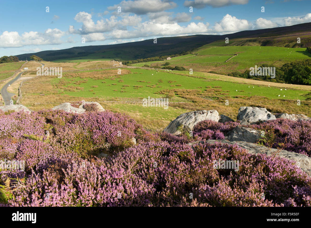 Heather moorland habitat hi-res stock photography and images - Alamy