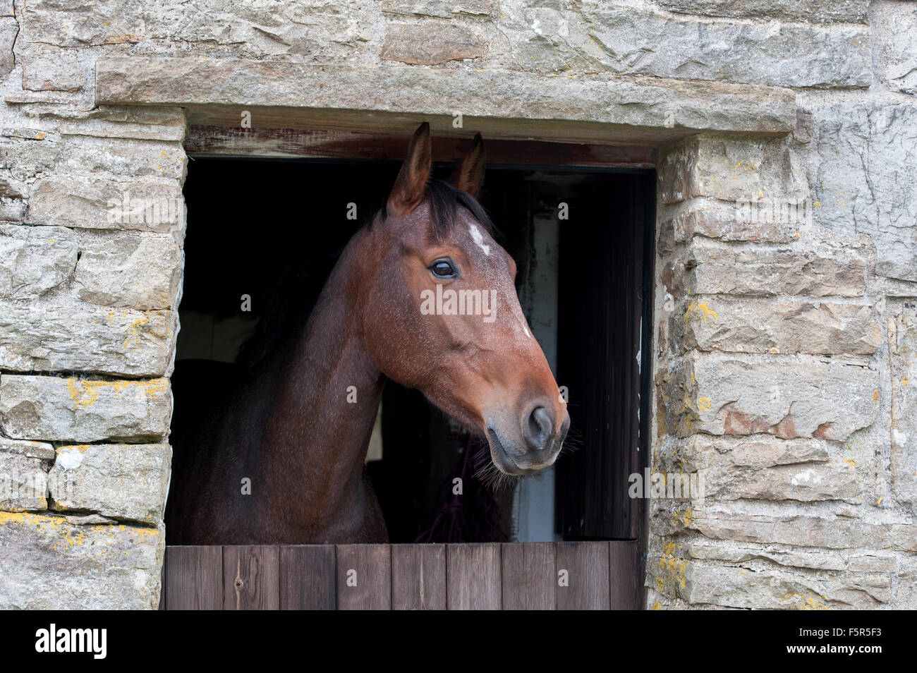 Throughbred horse looking over stable door, North Yorkshire, UK Stock ...