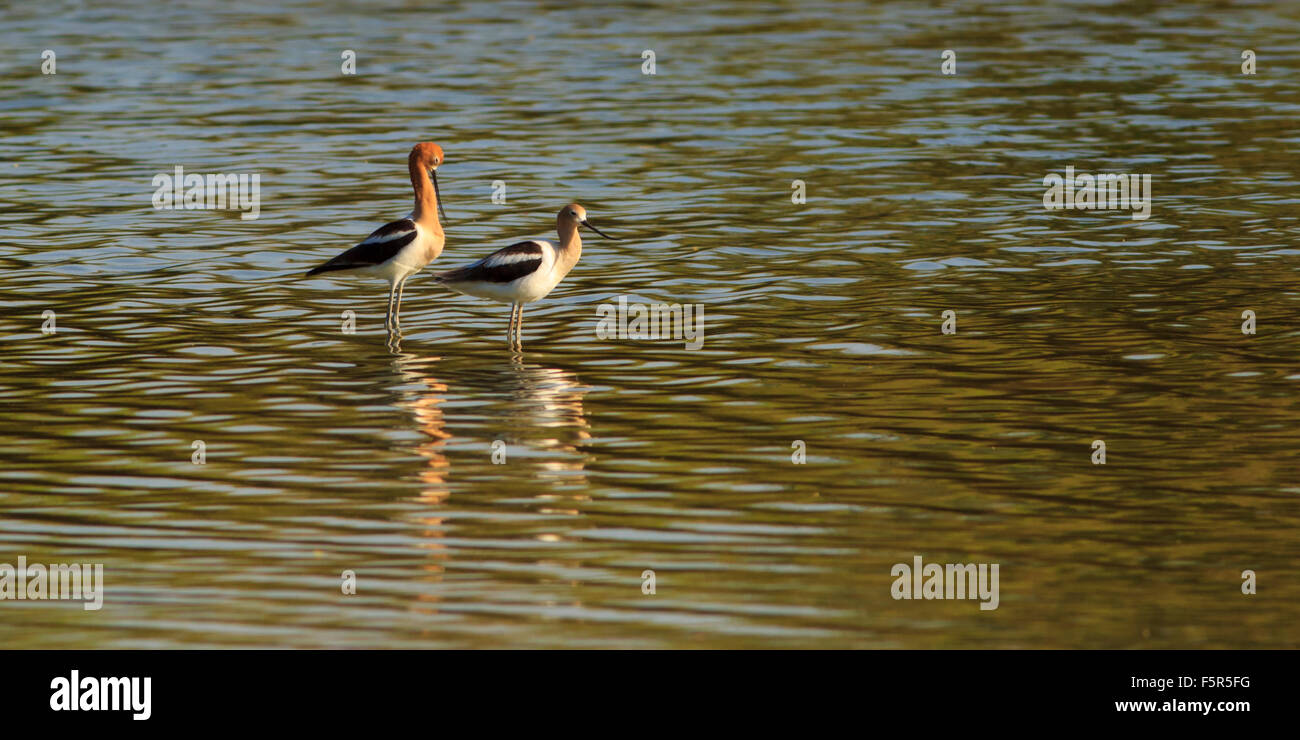 American Avocets Preening Stock Photo - Alamy