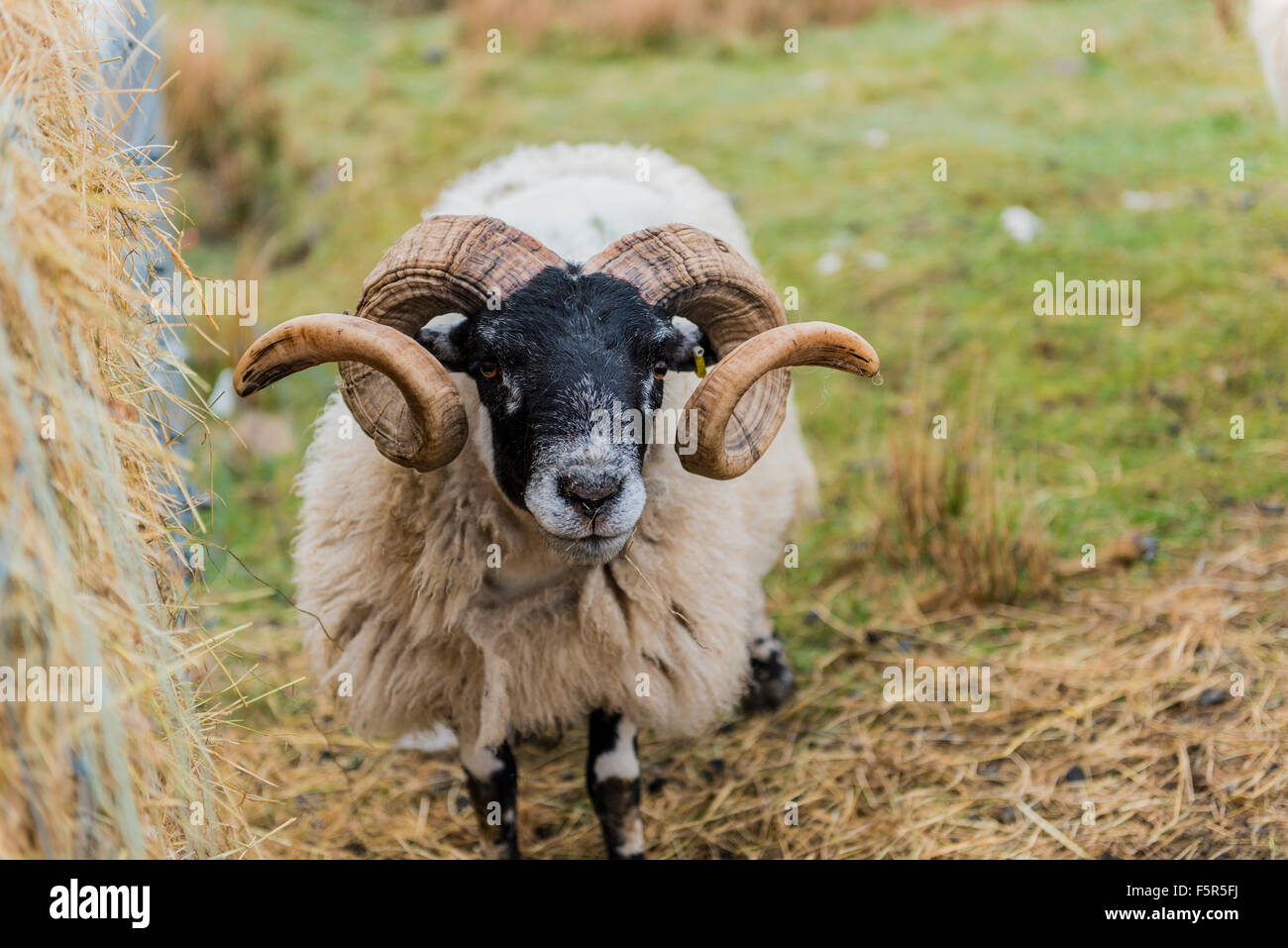 Scottish blackface sheep Isle of Skye Scotland Stock Photo - Alamy
