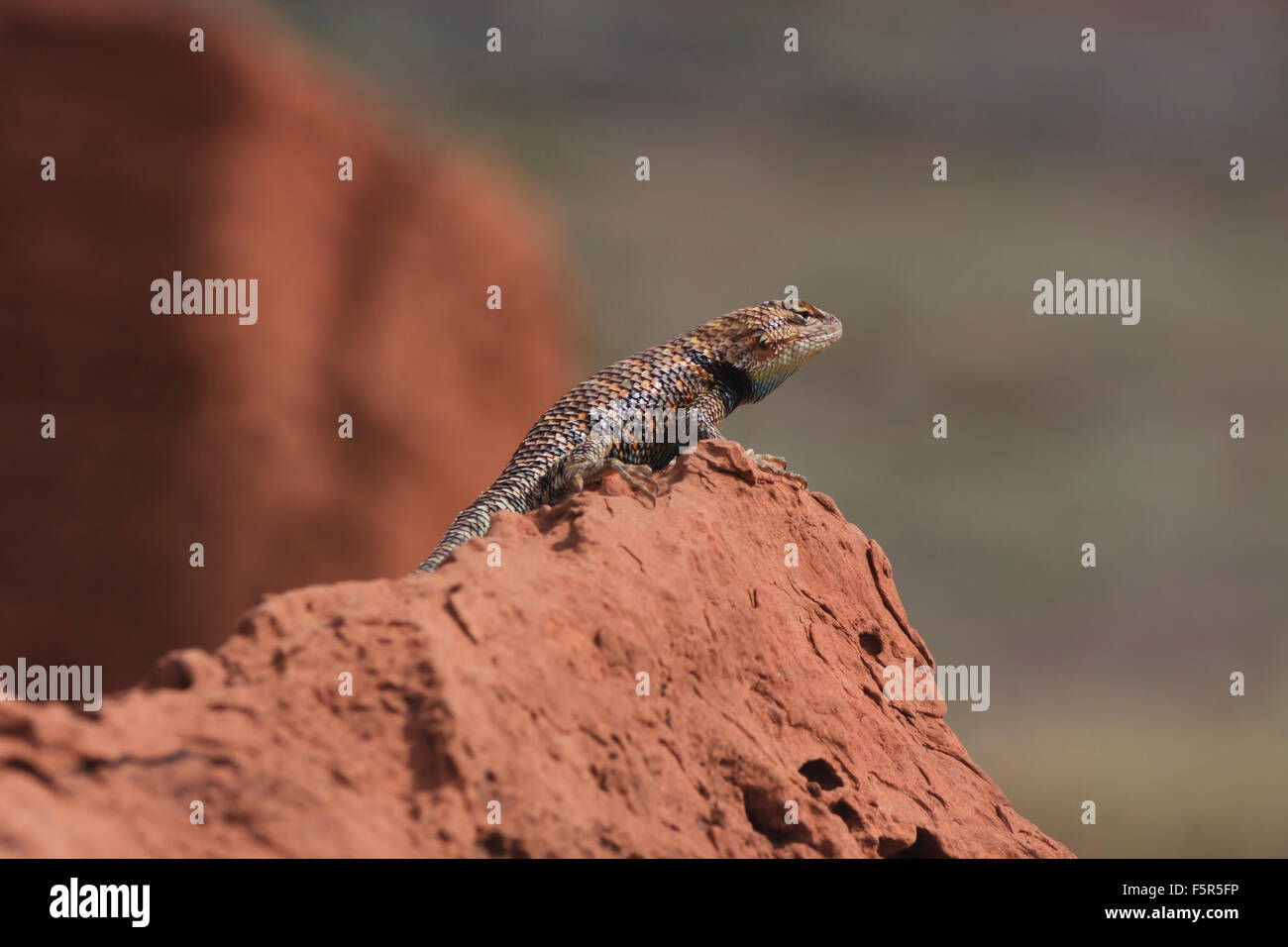 Spiny lizard stands watch on a red boulder Stock Photo - Alamy