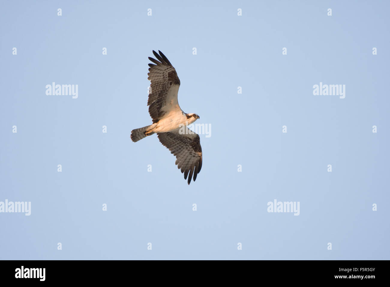 Osprey soaring with wings spread Stock Photo - Alamy