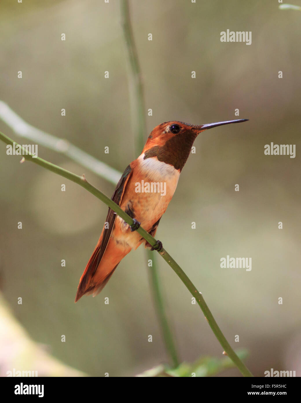 Perched Male Rufus Hummingbird Stock Photo - Alamy