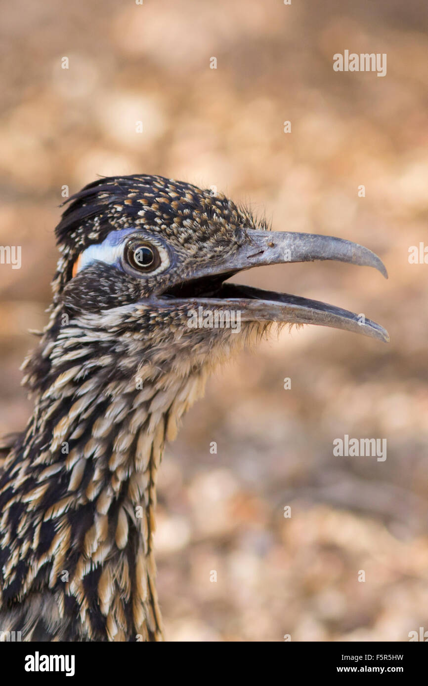 Greater roadrunner desert hi-res stock photography and images - Alamy