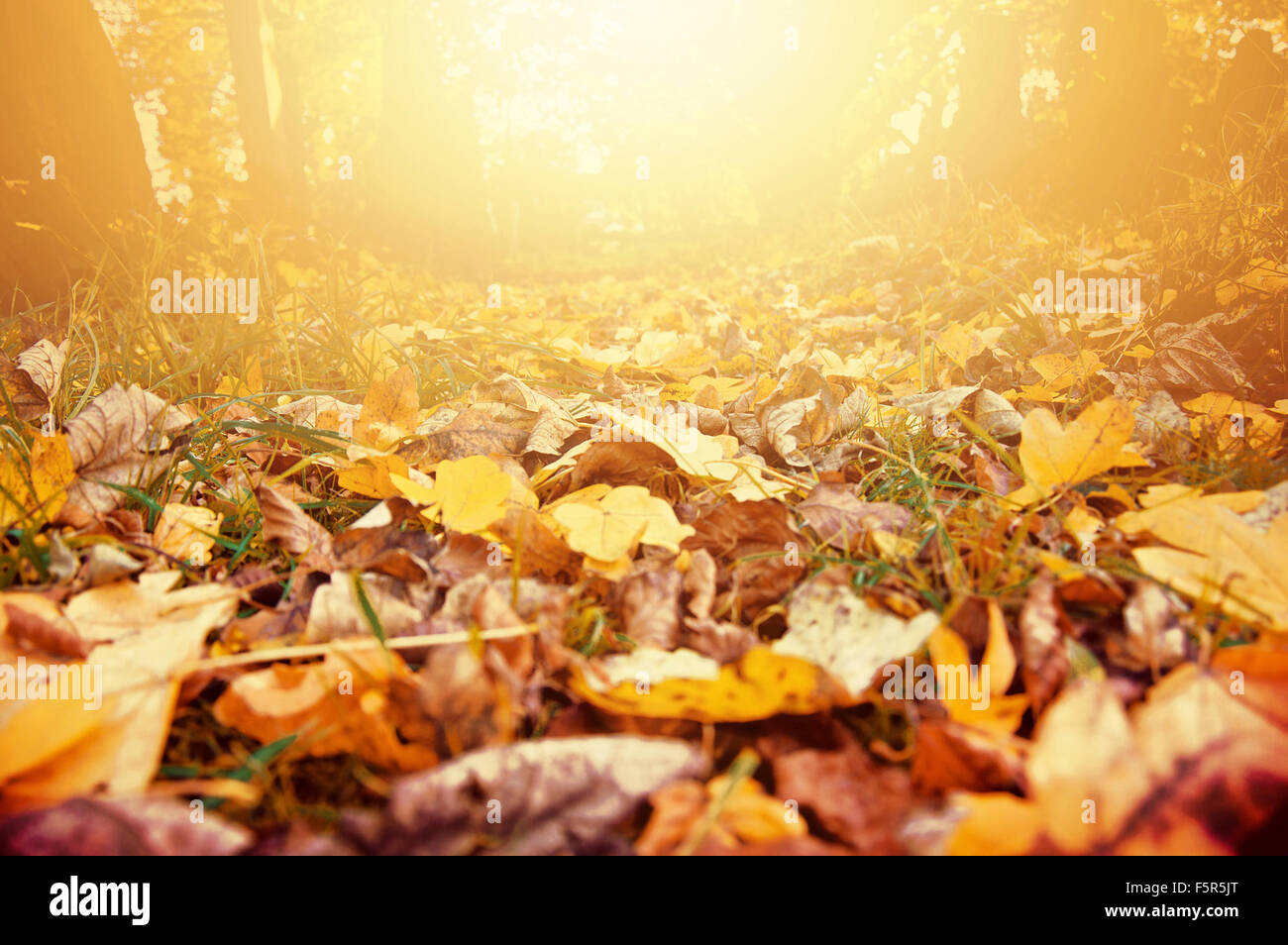 Red and gold fall leaf color hi-res stock photography and images - Alamy