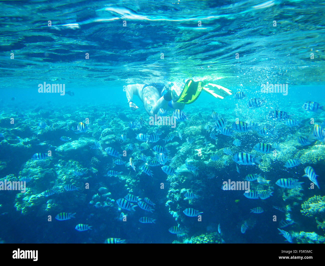 Alone diver swimming underwater with fish Stock Photo - Alamy