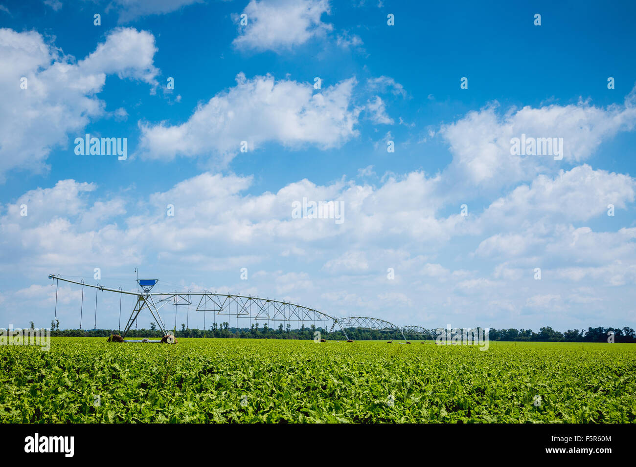 beet field watering machine with blue cloudy sky Stock Photo - Alamy